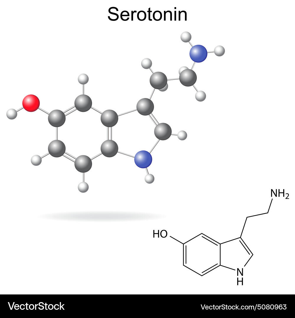 Serotonin molecule Royalty Free Vector Image - VectorStock