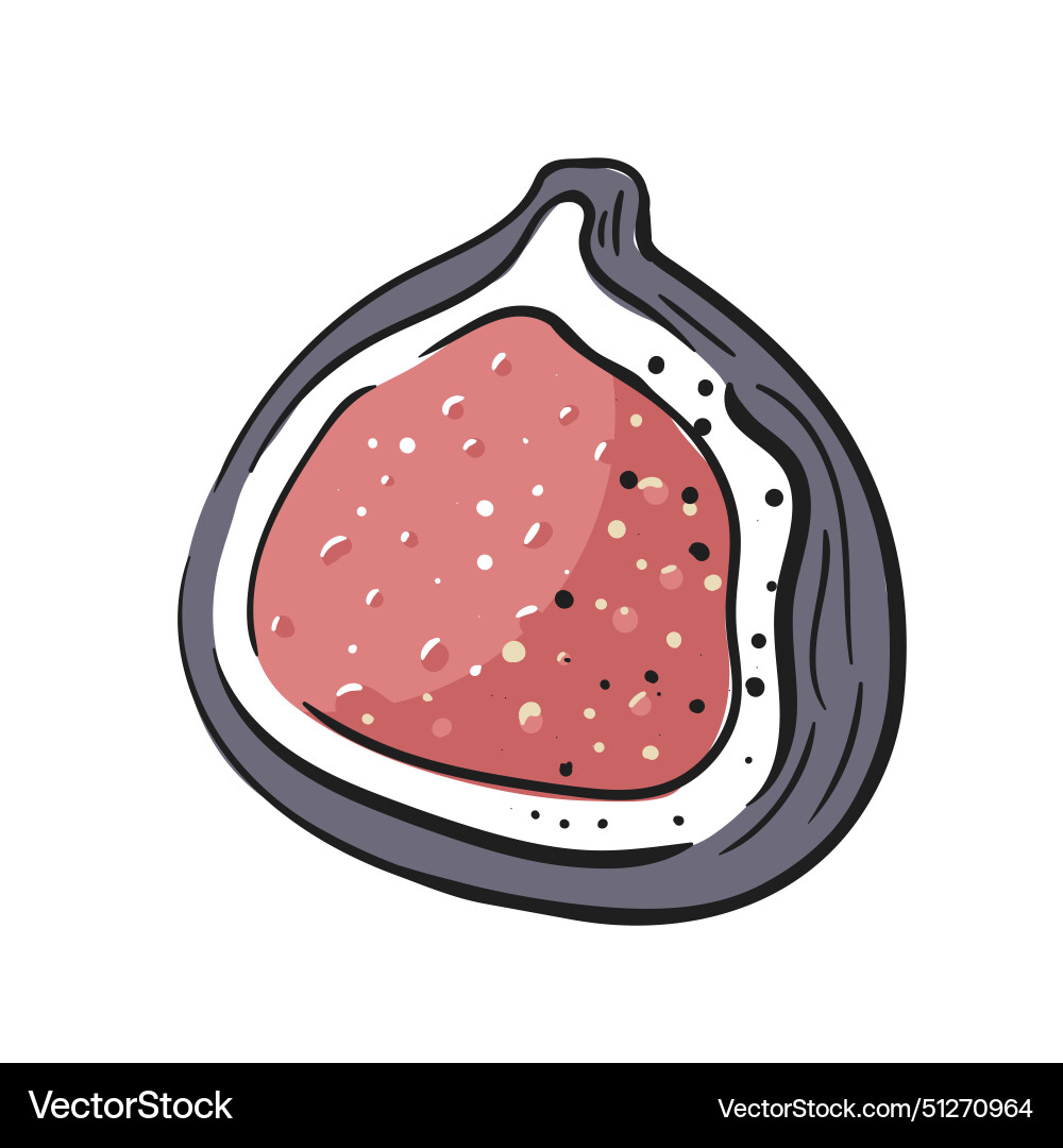 Cut fig isolated on white background Royalty Free Vector