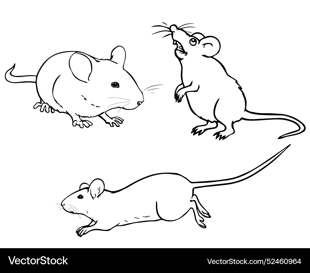Mouse line art cartoon and real Royalty Free Vector Image