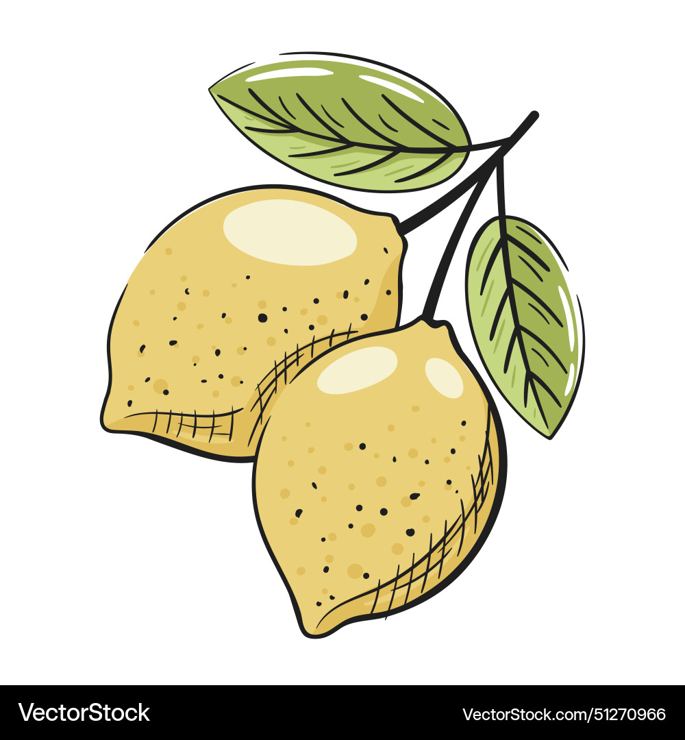 Branch with lemons isolated on white background Vector Image