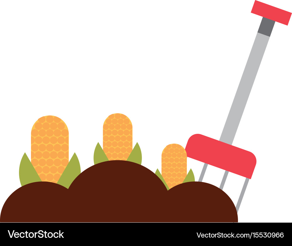 Farm rake with corn cultivate Royalty Free Vector Image