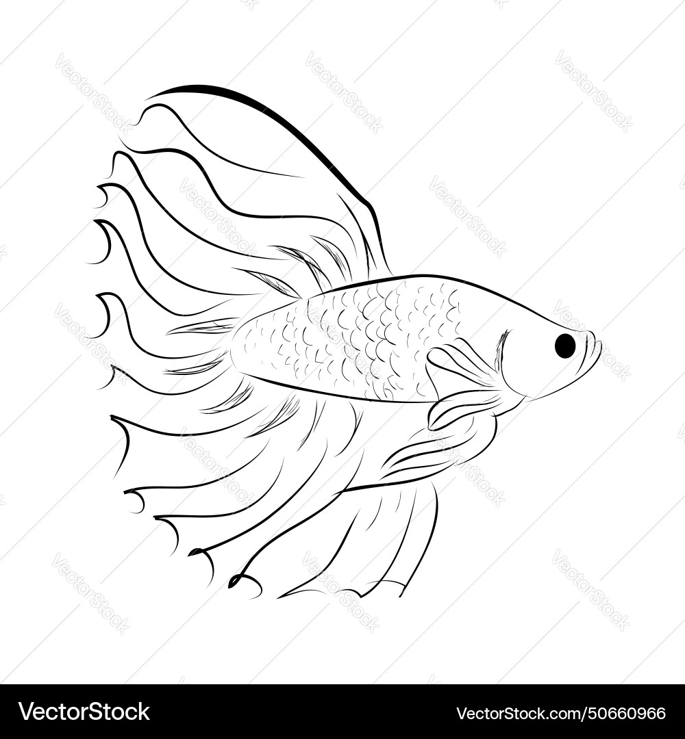 Outline betta or siamese fighting fish big Vector Image