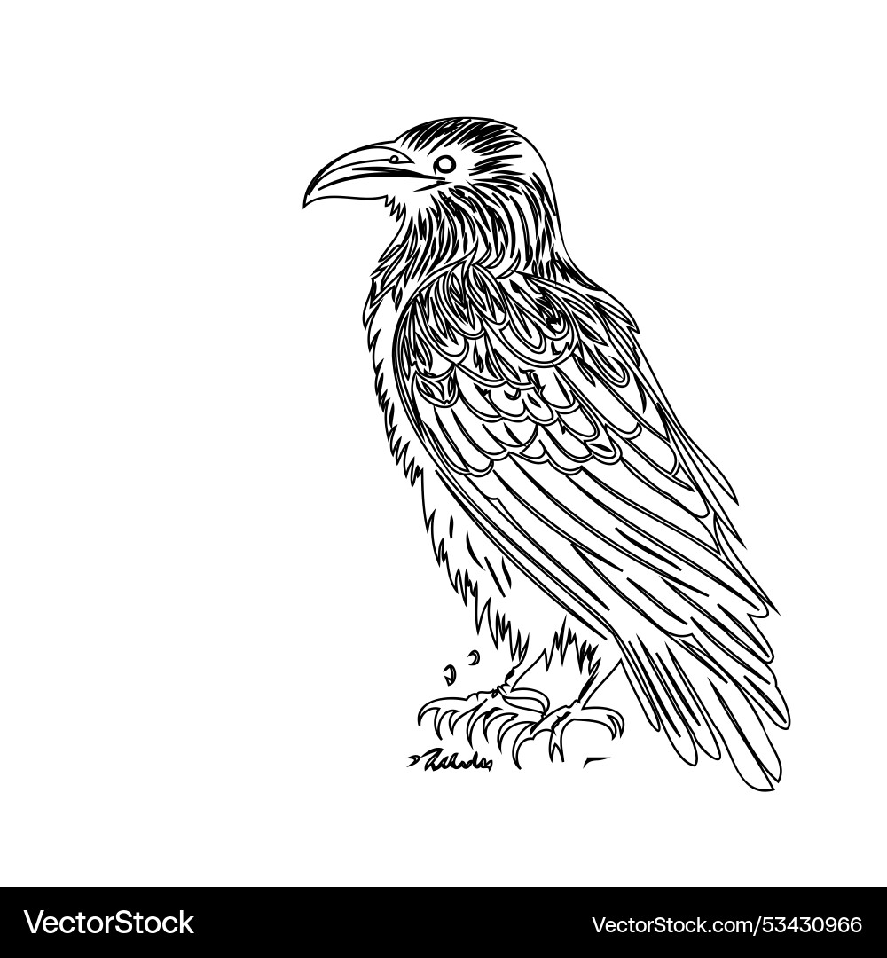 Raven or crow outline sketch Royalty Free Vector Image