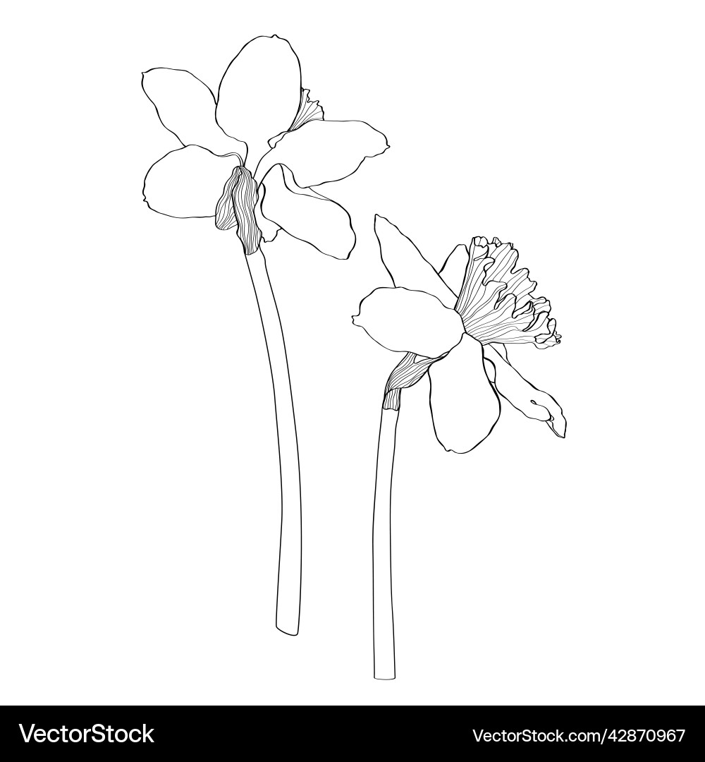 Daffodils flowers line drawing Royalty Free Vector Image