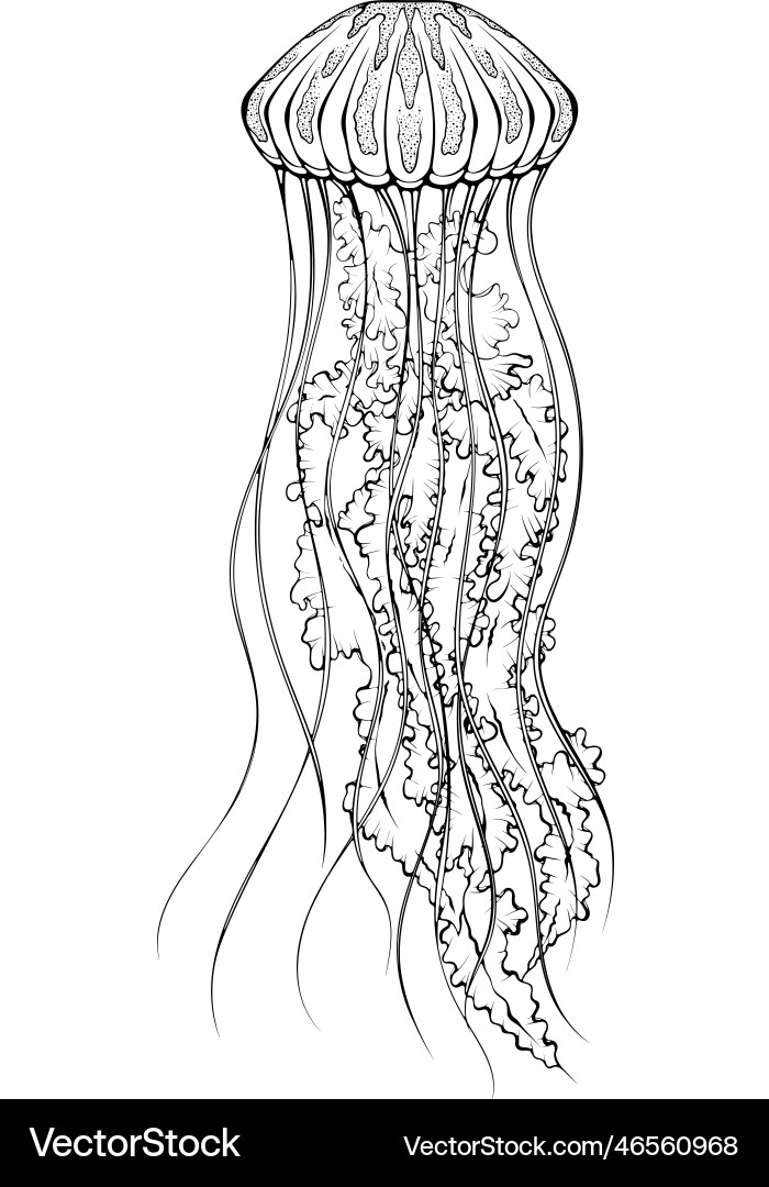 Jellyfish line art Royalty Free Vector Image - VectorStock