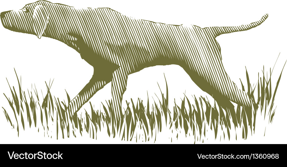 Hunting Dog Pointing Vector Images (over 320)