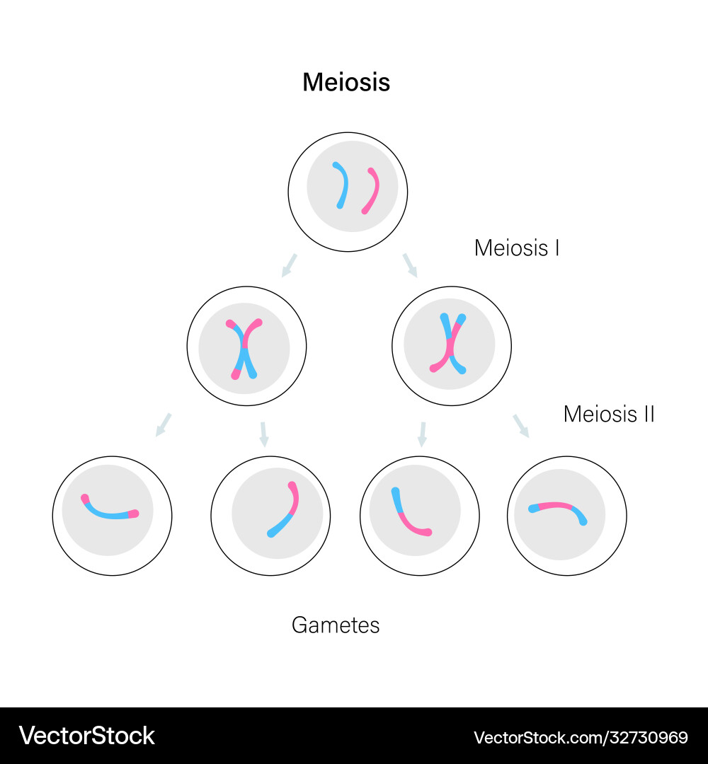 Meiosis cell division Royalty Free Vector Image