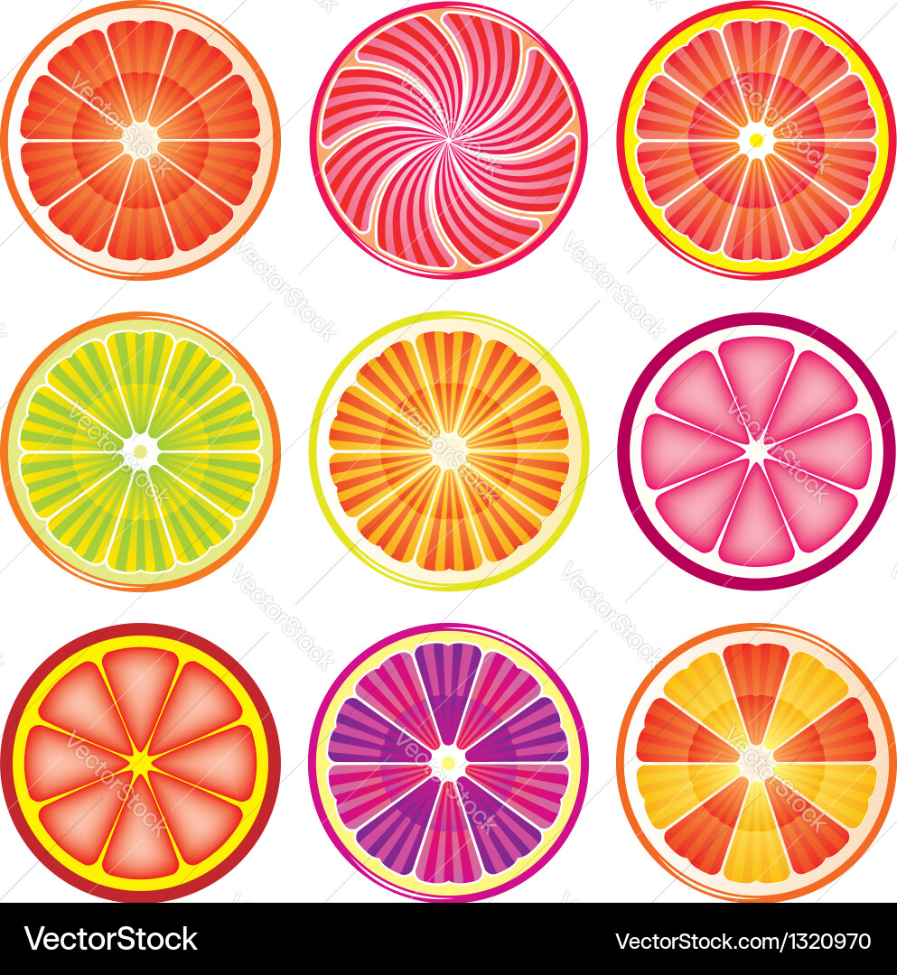 Citrus slices Royalty Free Vector Image - VectorStock