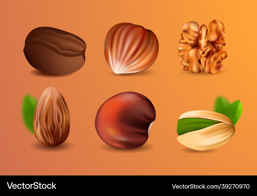 Collection of realistic nuts Royalty Free Vector Image