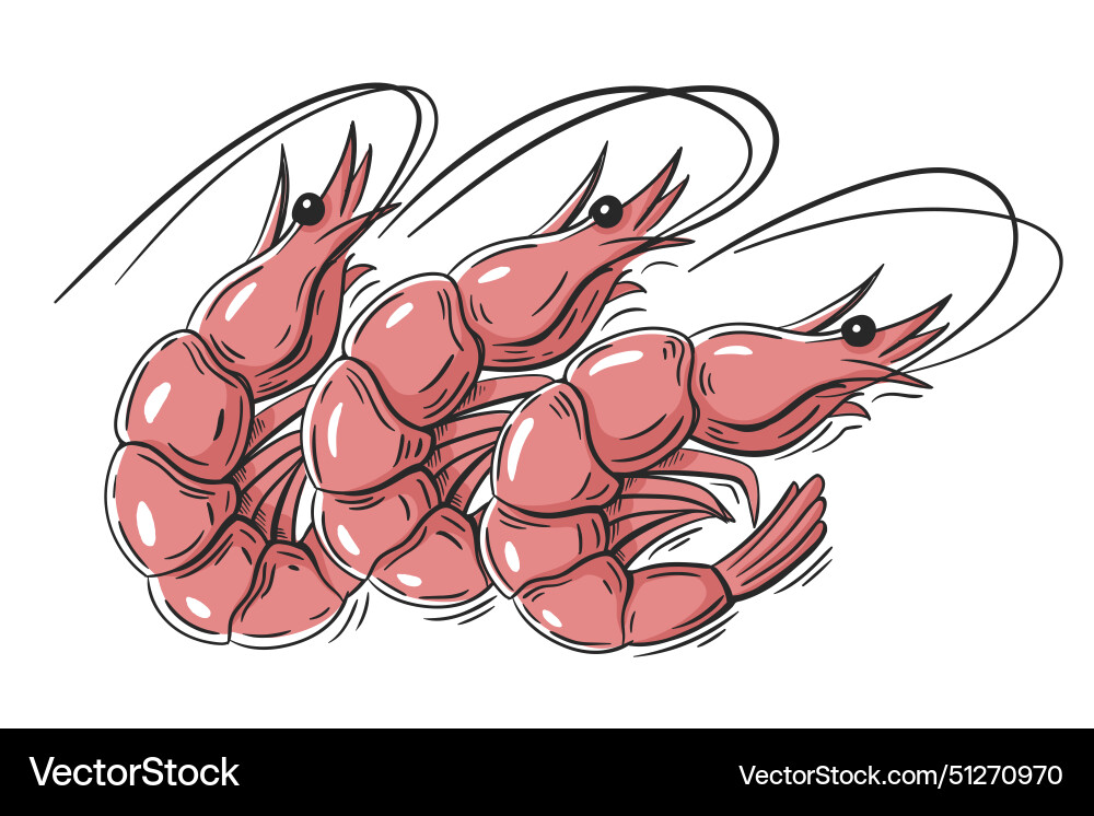 Red shrimps isolated on white background Vector Image