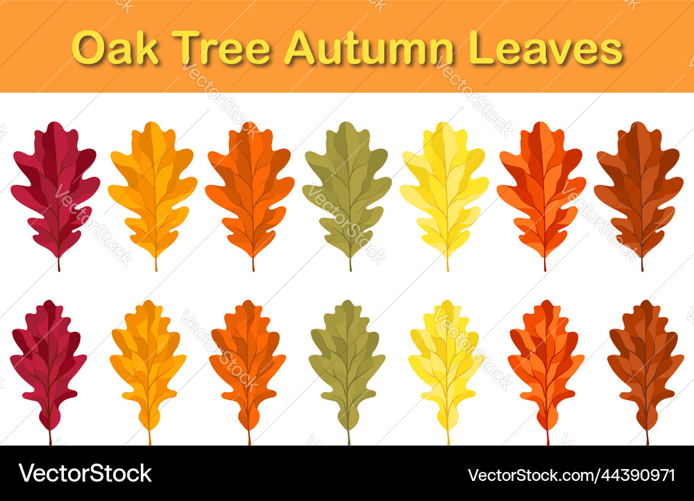Oak tree rowan leaf set Royalty Free Vector Image