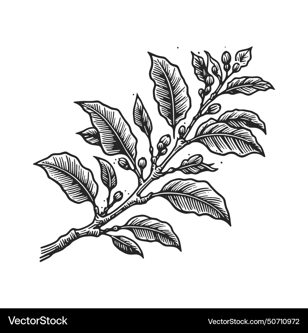 Coffee plant in a cup engraving line art Vector Image