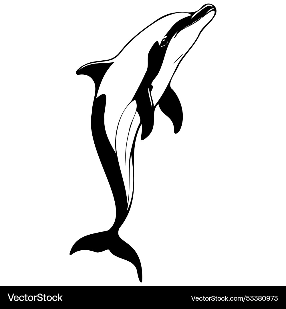 Bottlenose dolphin drawing vintage animal image Vector Image