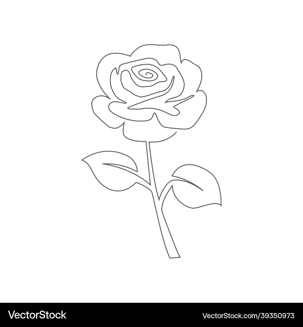 Rose one line drawing on white background Vector Image