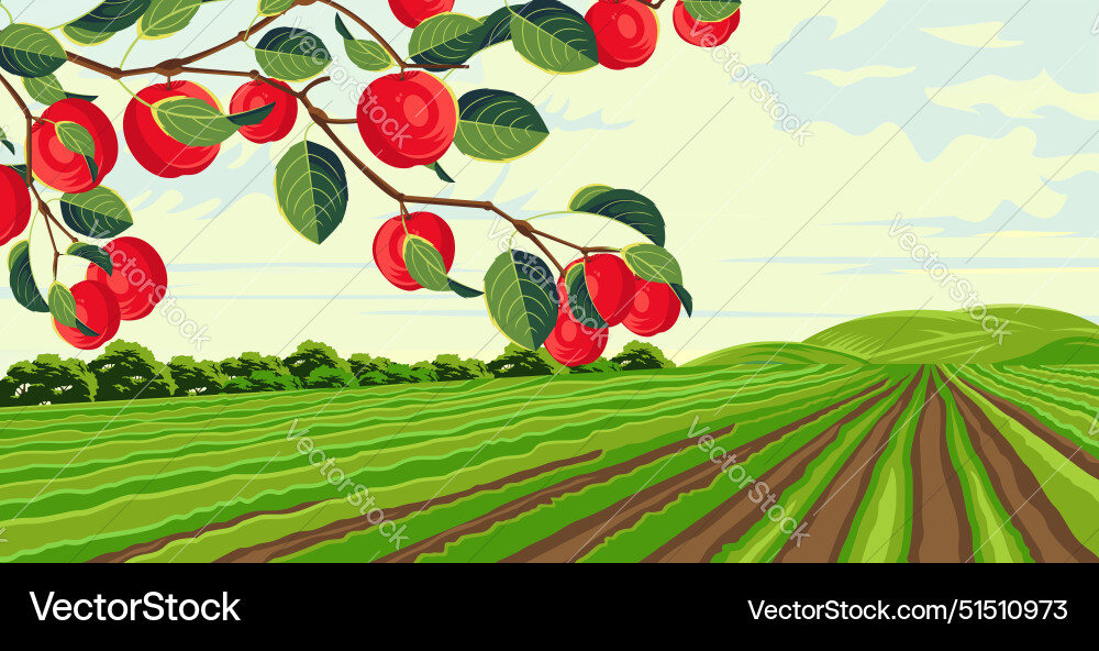 View of agricultural fields with apples in focus Vector Image
