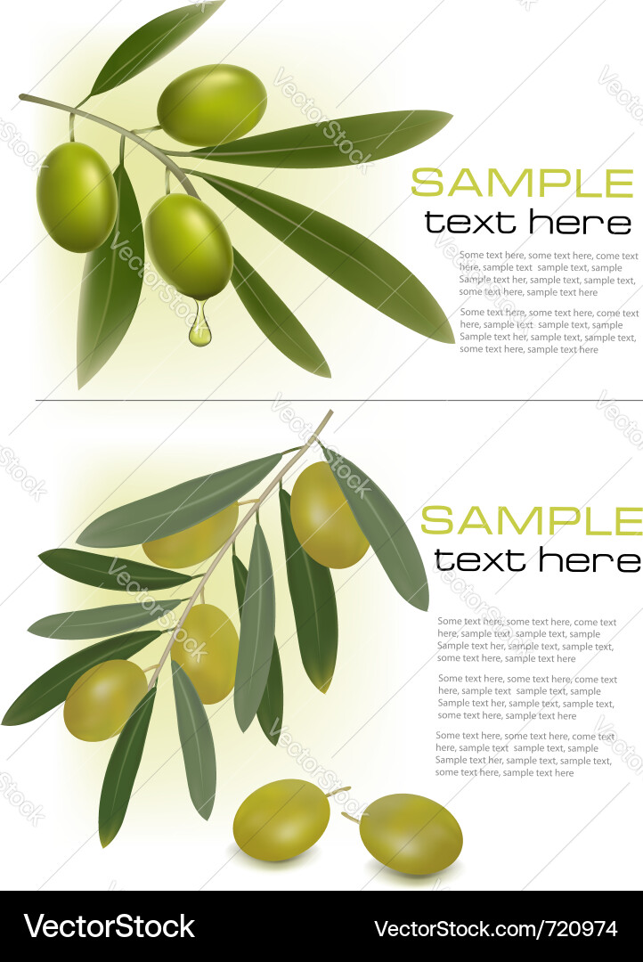 Olive branchs Royalty Free Vector Image - VectorStock