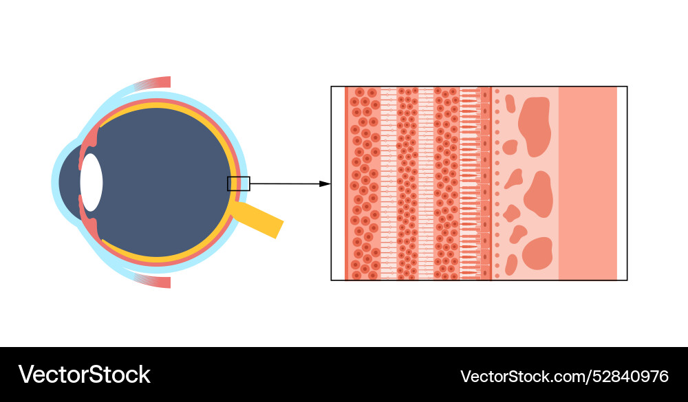 Retina structure poster Royalty Free Vector Image