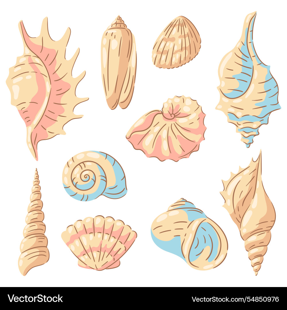 Set of seashells tropical underwater mollusk Vector Image