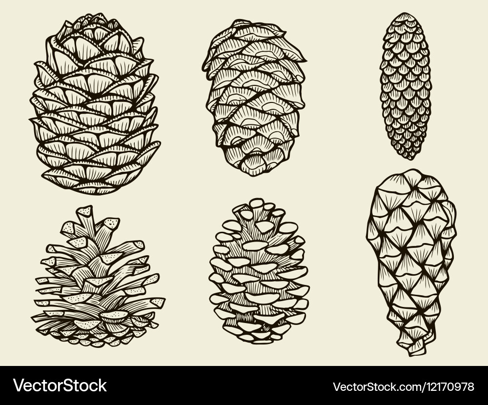 Cedar Pine Cones - Winter Collection Royalty Free Vector