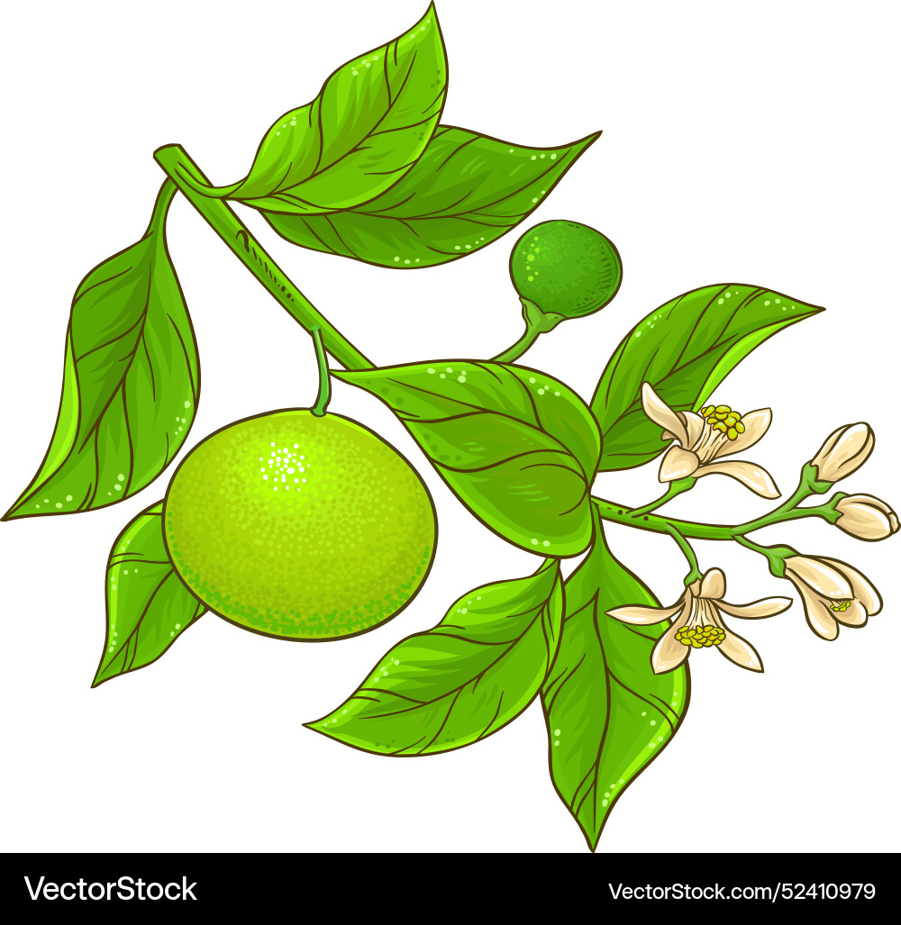 Tangerine branch colored detailed Royalty Free Vector Image
