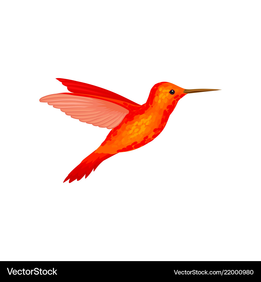 Hummingbird tiny colibri with bright orange Vector Image