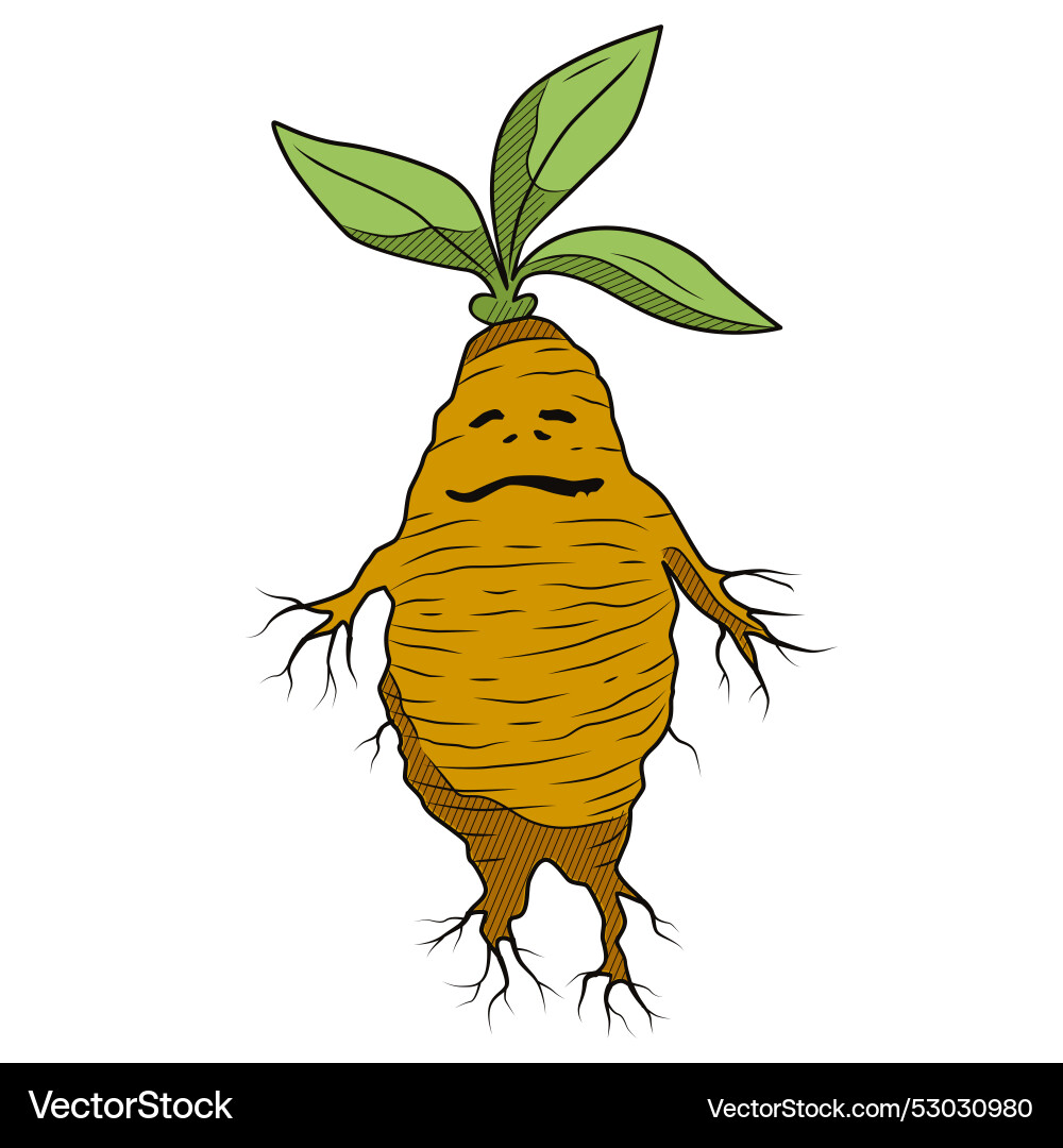 Magic mandragora hand drawn Royalty Free Vector Image