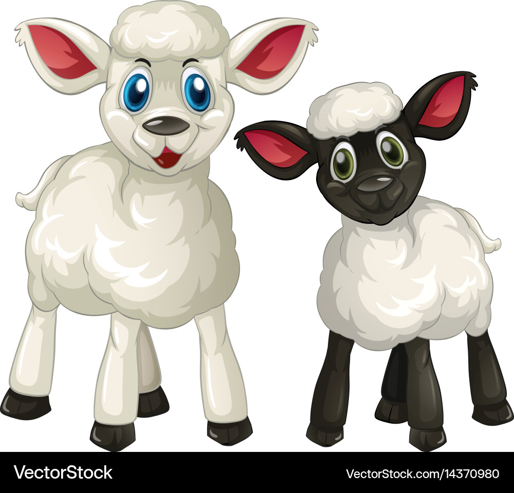 Two little lambs on white background Royalty Free Vector