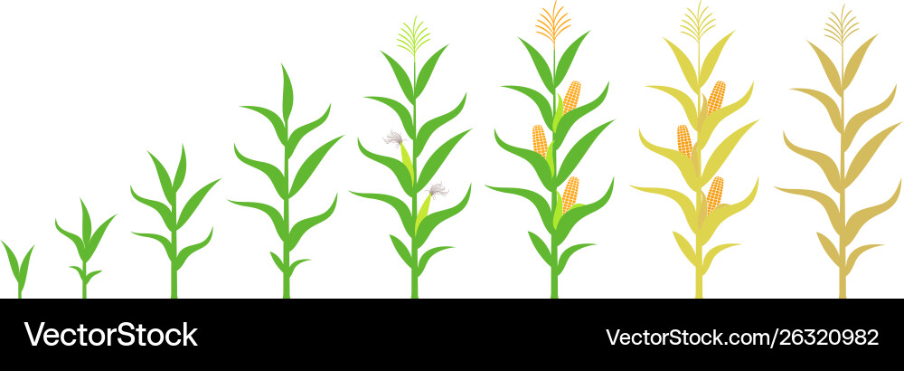 Corn stalk Royalty Free Vector Image - VectorStock