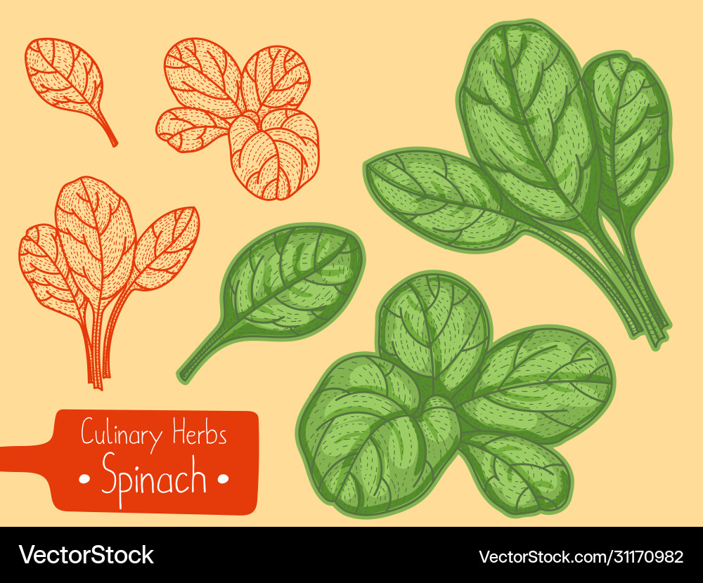 Leaves culinary herb spinach Royalty Free Vector Image