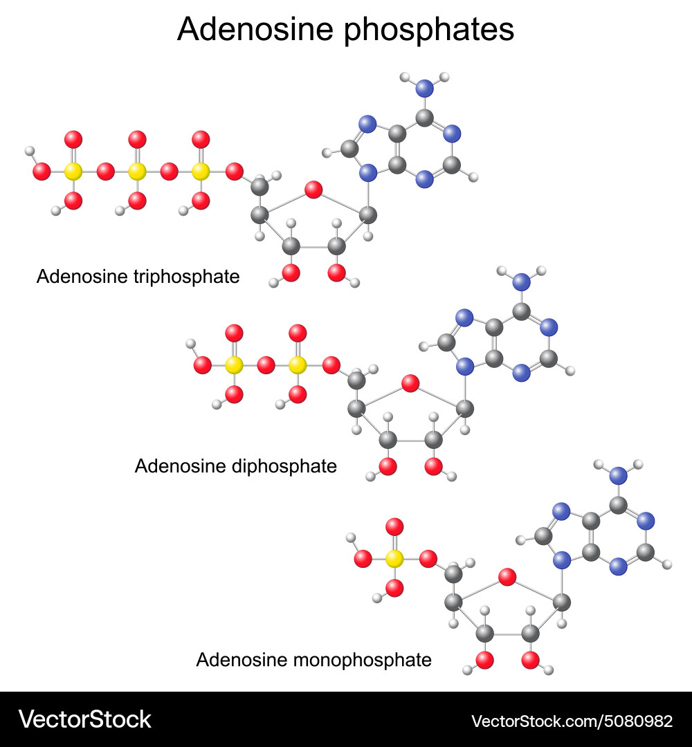 Adp Amp Mononucleotides | AMP, ADP And ATP | Structure And Function