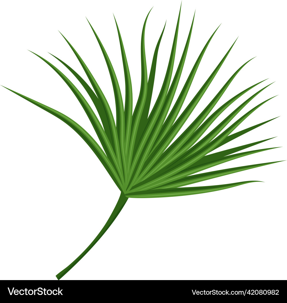 Tropical fan leaf exotic beach palm tree foliage Vector Image