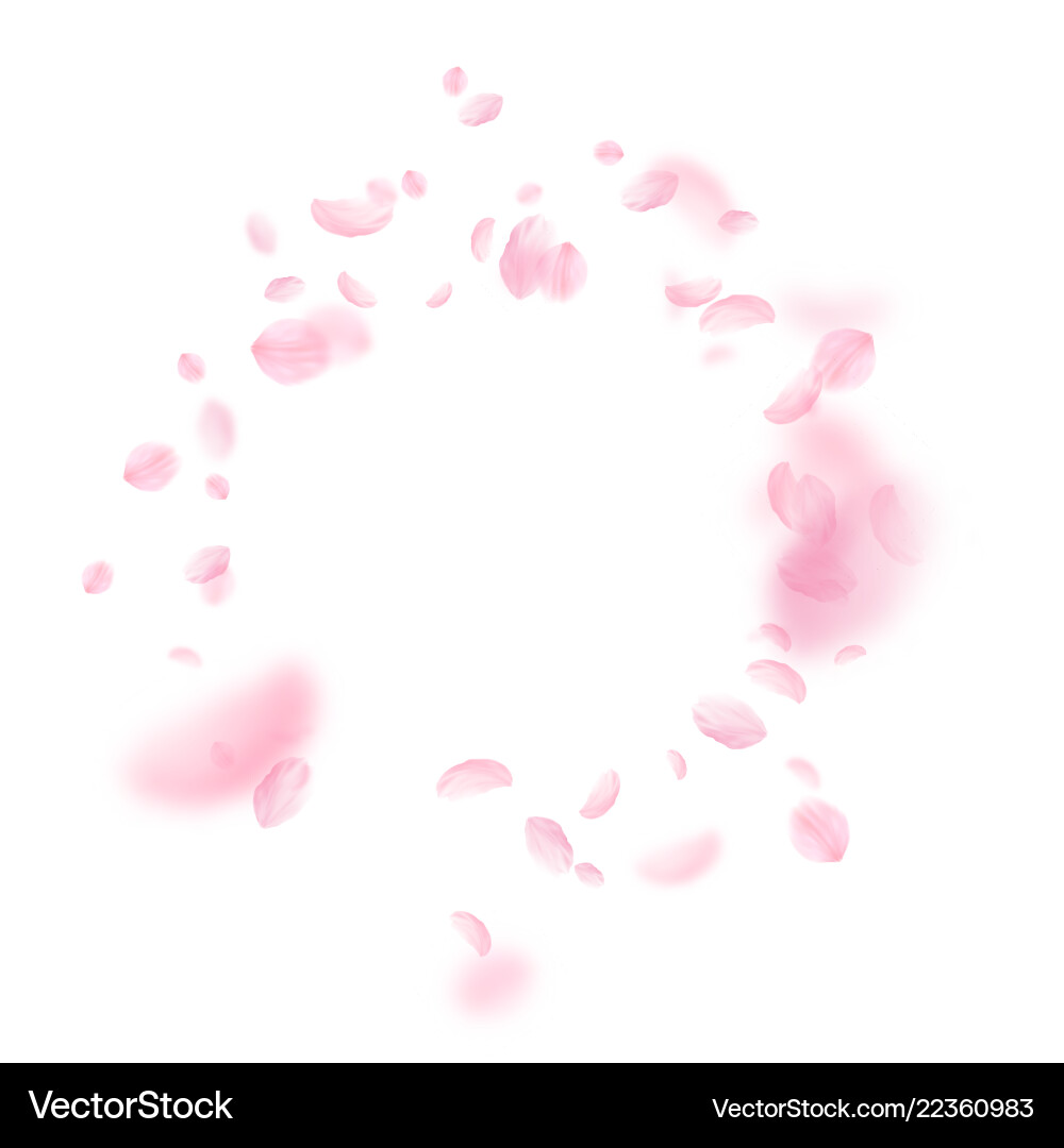 Sakura petals falling down romantic pink flowers Vector Image