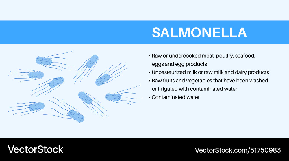 Salmonella Typhi Cell