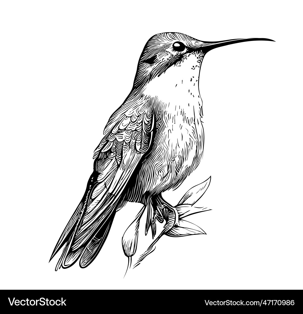 Hummingbird bird sitting hand drawn sketch Vector Image