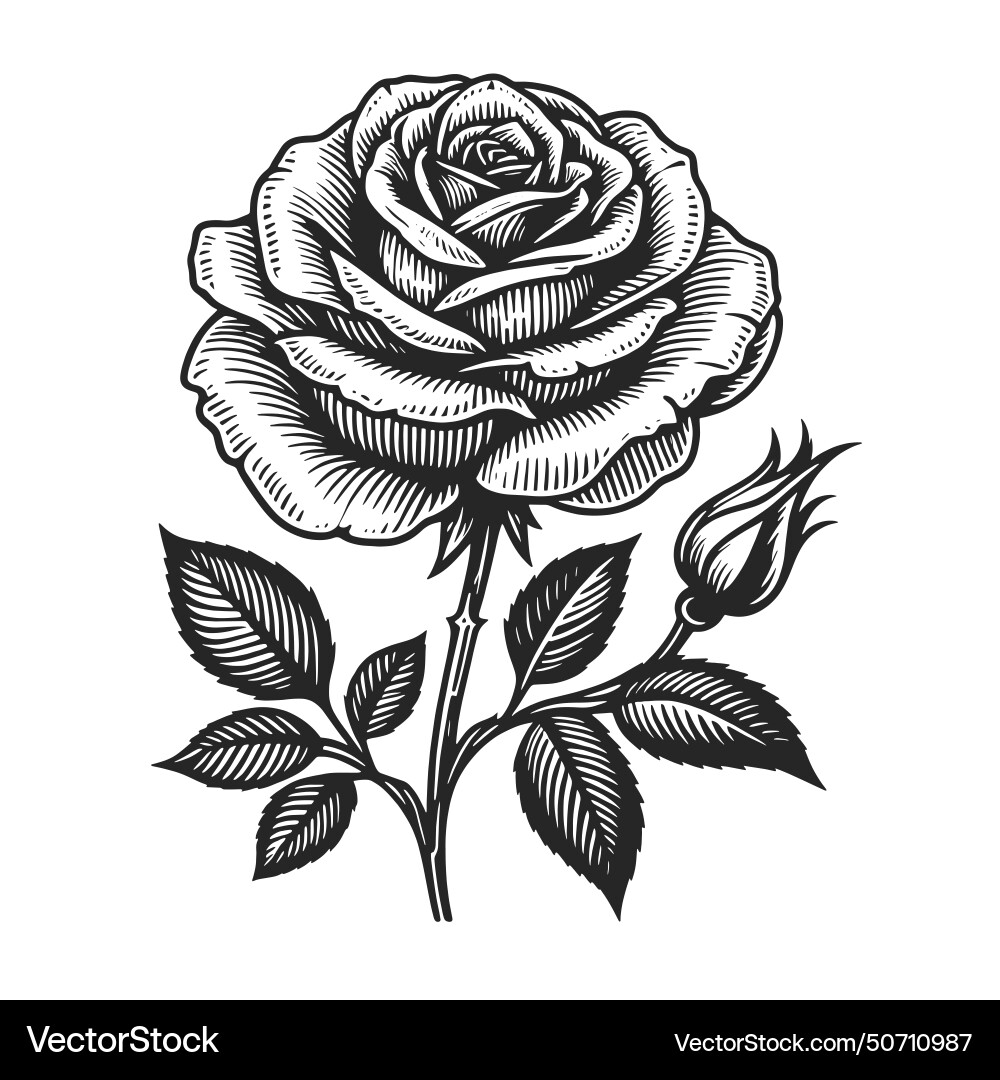 Engraved rose with buds Royalty Free Vector Image