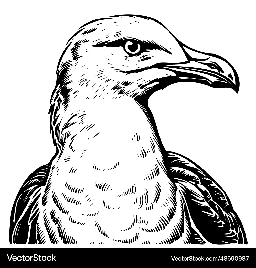 Seagull portrait sketch hand drawn bird Royalty Free Vector