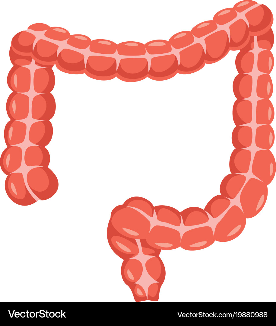 Cartoon Large Intestine