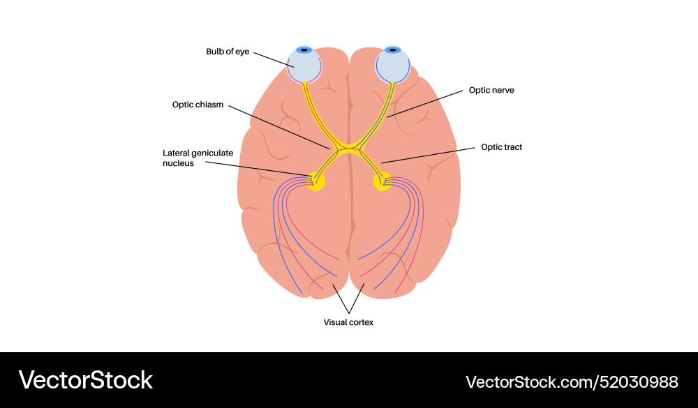 Anatomy Of Optic Nerve