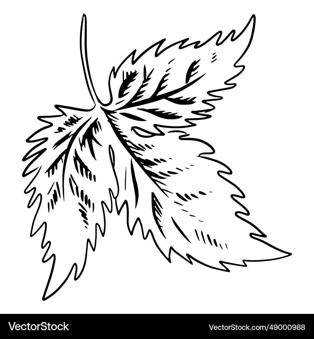 Simple leaf drawn Royalty Free Vector Image - VectorStock