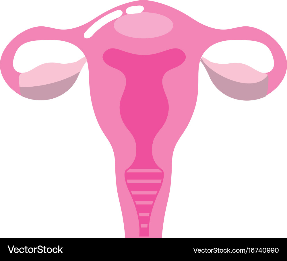 Fallopian tubes with uterus to human anatomy Vector Image