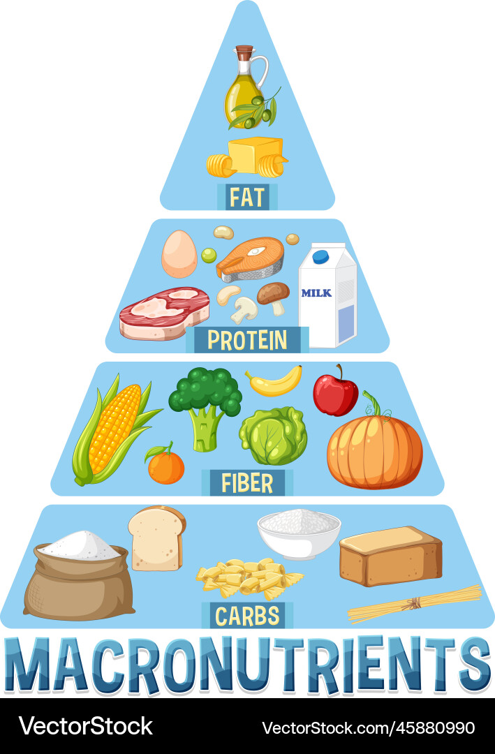 Food nutrition groups pyramid Royalty Free Vector Image