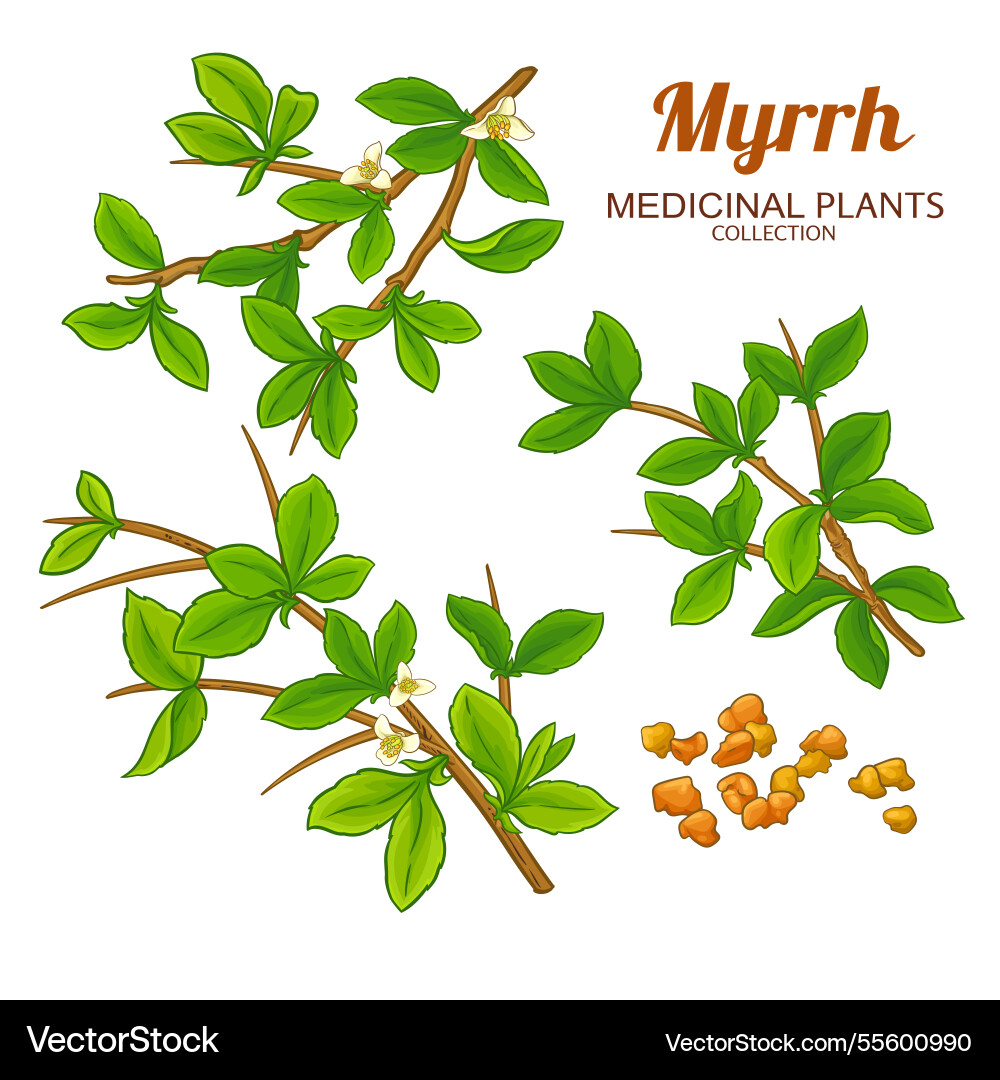 Myrrh branch colored detailed Royalty Free Vector Image