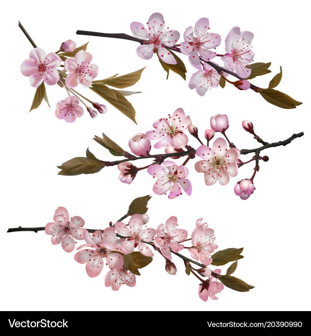 Sakura flowers background Royalty Free Vector Image