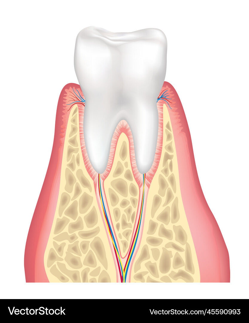 Tooth anatomy healthy teeth structure dental Vector Image
