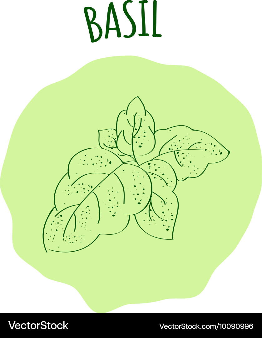 Basil branch Royalty Free Vector Image - VectorStock