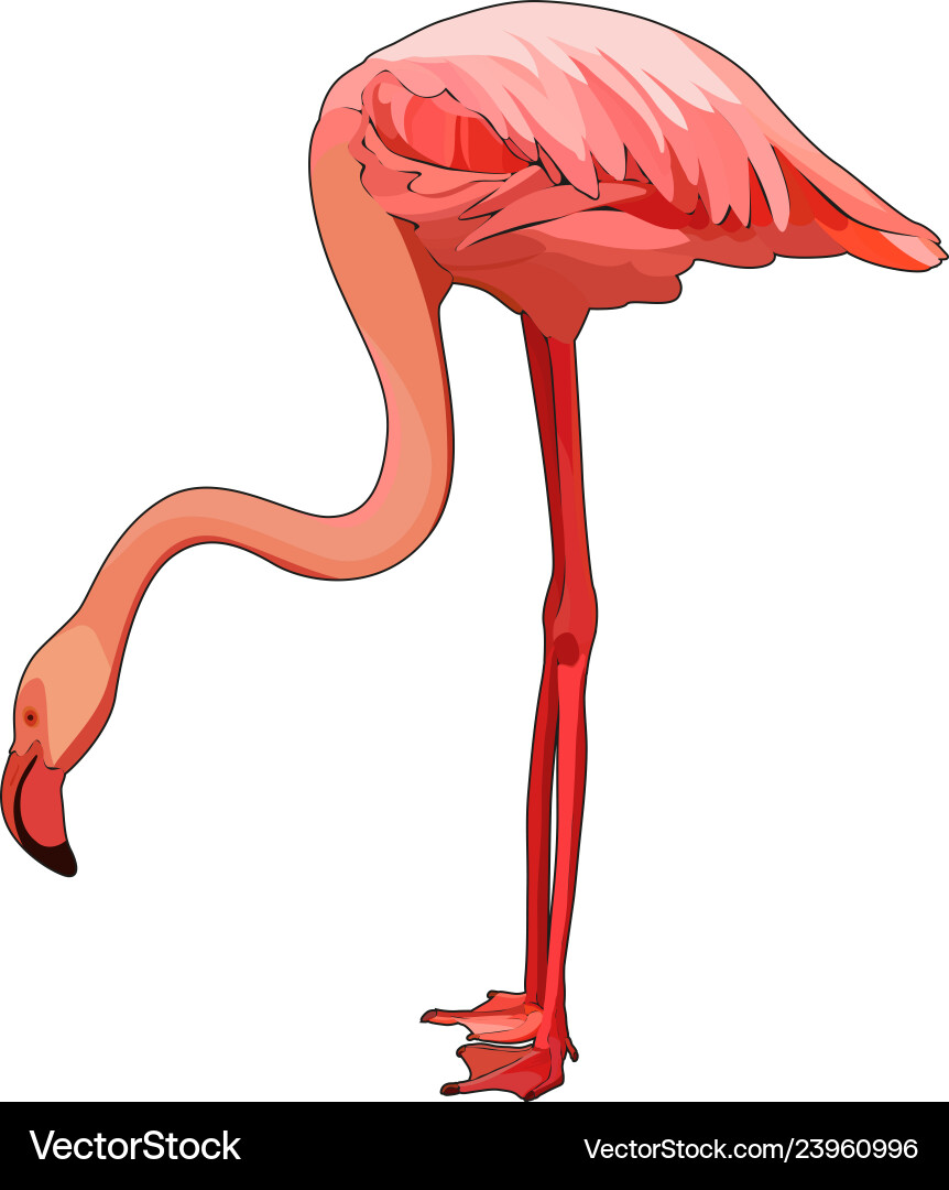 Flamingo Royalty Free Vector Image - VectorStock
