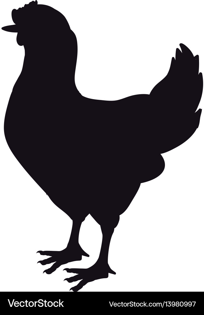 Chicken farm animal Royalty Free Vector Image - VectorStock