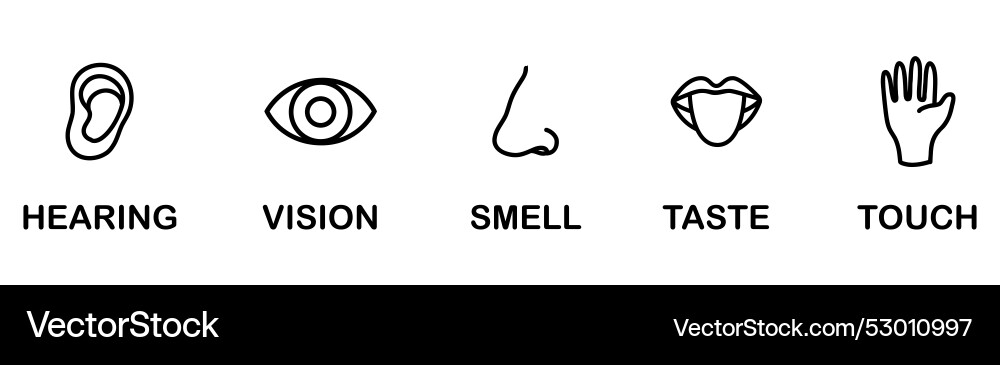 Human sense icons five senses hearing Royalty Free Vector