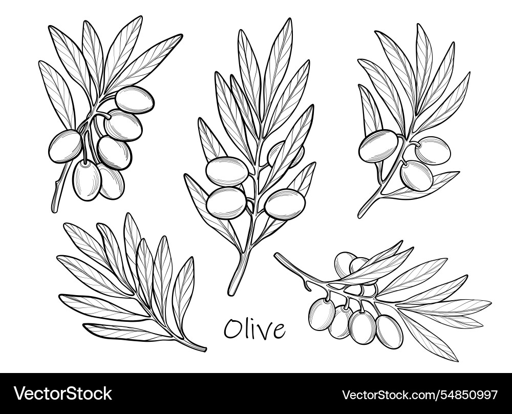 Of olive branches Royalty Free Vector Image - VectorStock