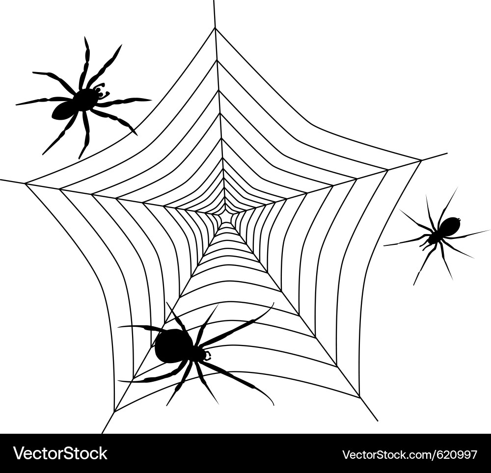 Spider web Royalty Free Vector Image - VectorStock